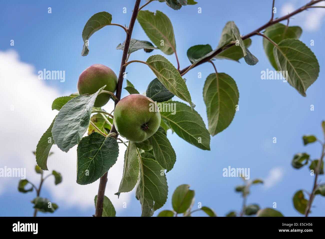Ontario apples hi-res stock photography and images - Alamy