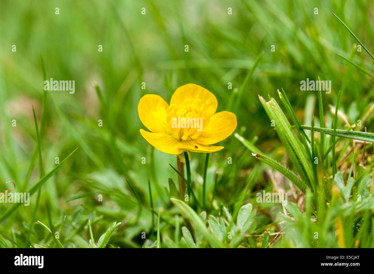 Flower of Bulbous buttercup, Ranunculus bulbosus. It is a perennial ...