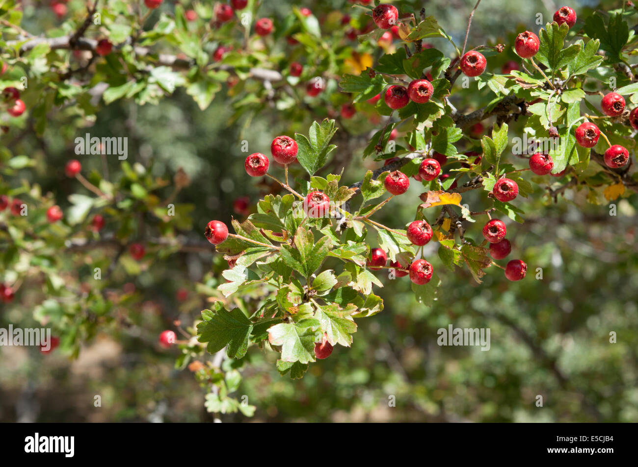 Leaves and fruits of Common hawthorn, Crataegus monogyna Stock Photo ...