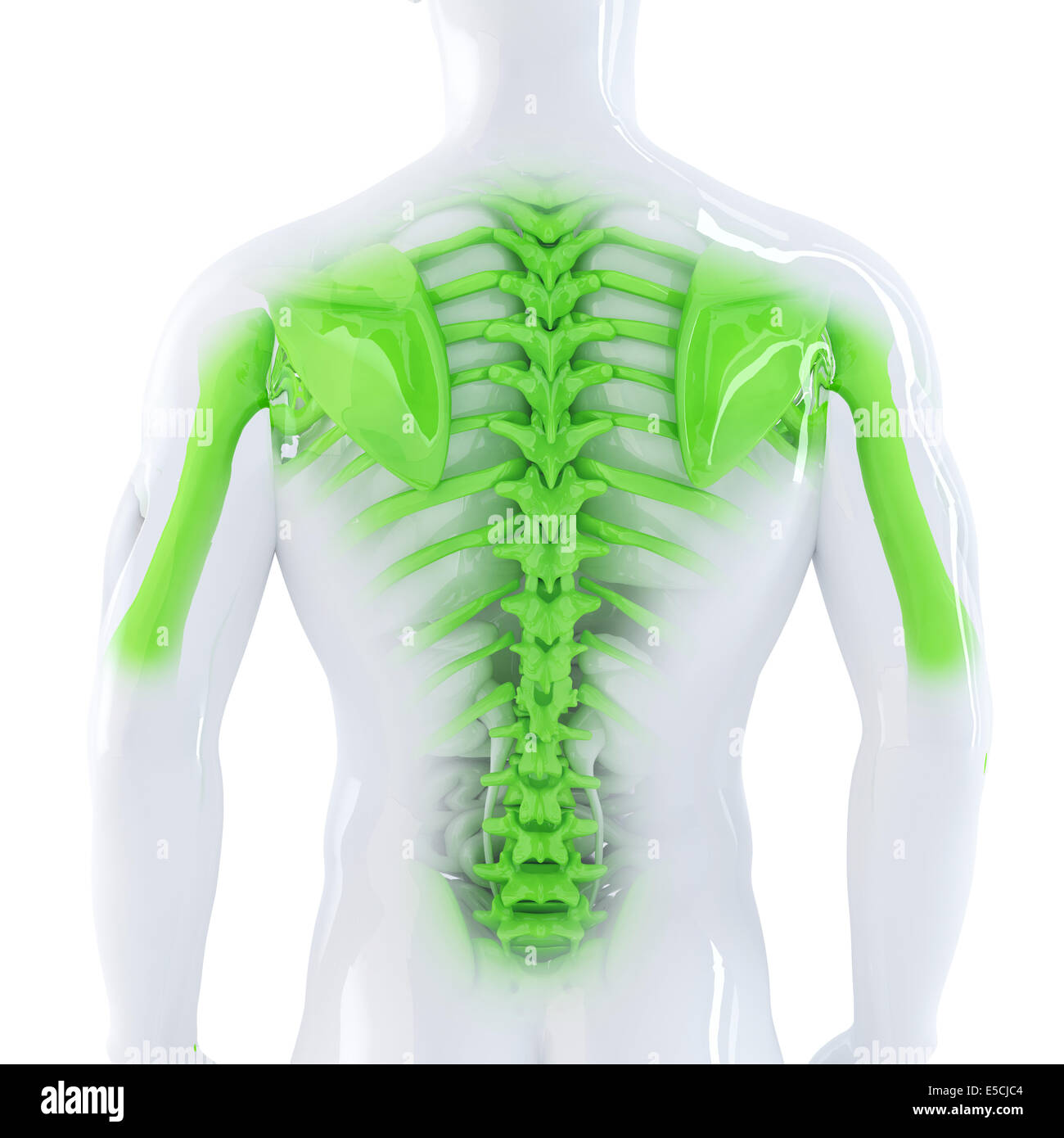Male Backbone. 3d anatomical illustration. Isolated. Contains clipping ...
