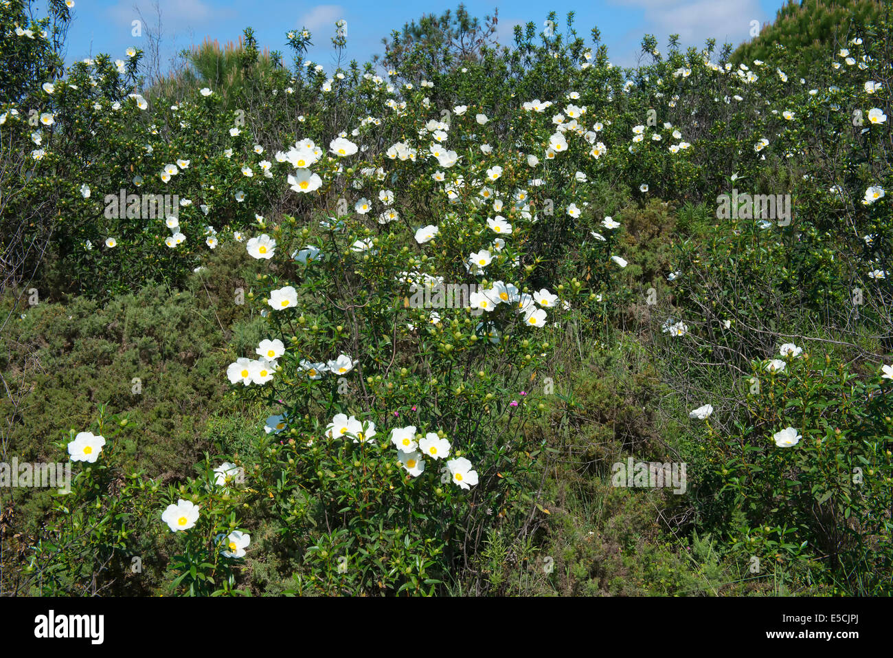 Europe spring travel hi-res stock photography and images - Alamy