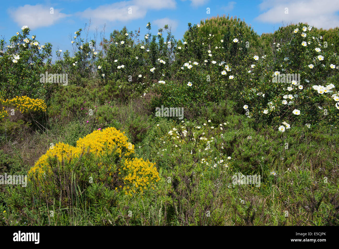 Landscape and wildflowers hi-res stock photography and images - Alamy