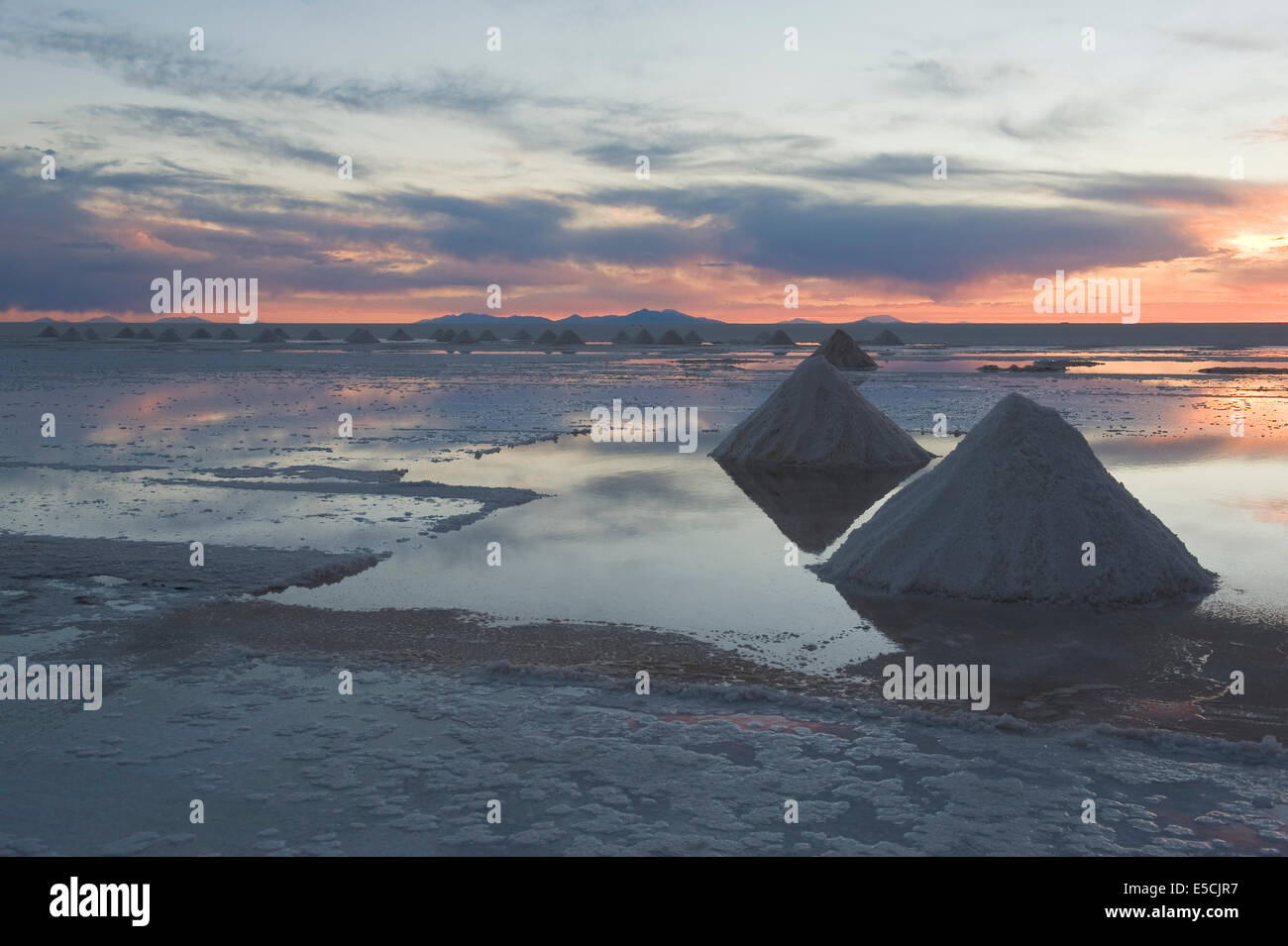 Harvesting cones hi-res stock photography and images - Alamy