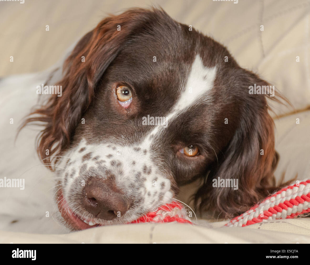 A six month old English Springer Spaniel puppy playing with a toy ...