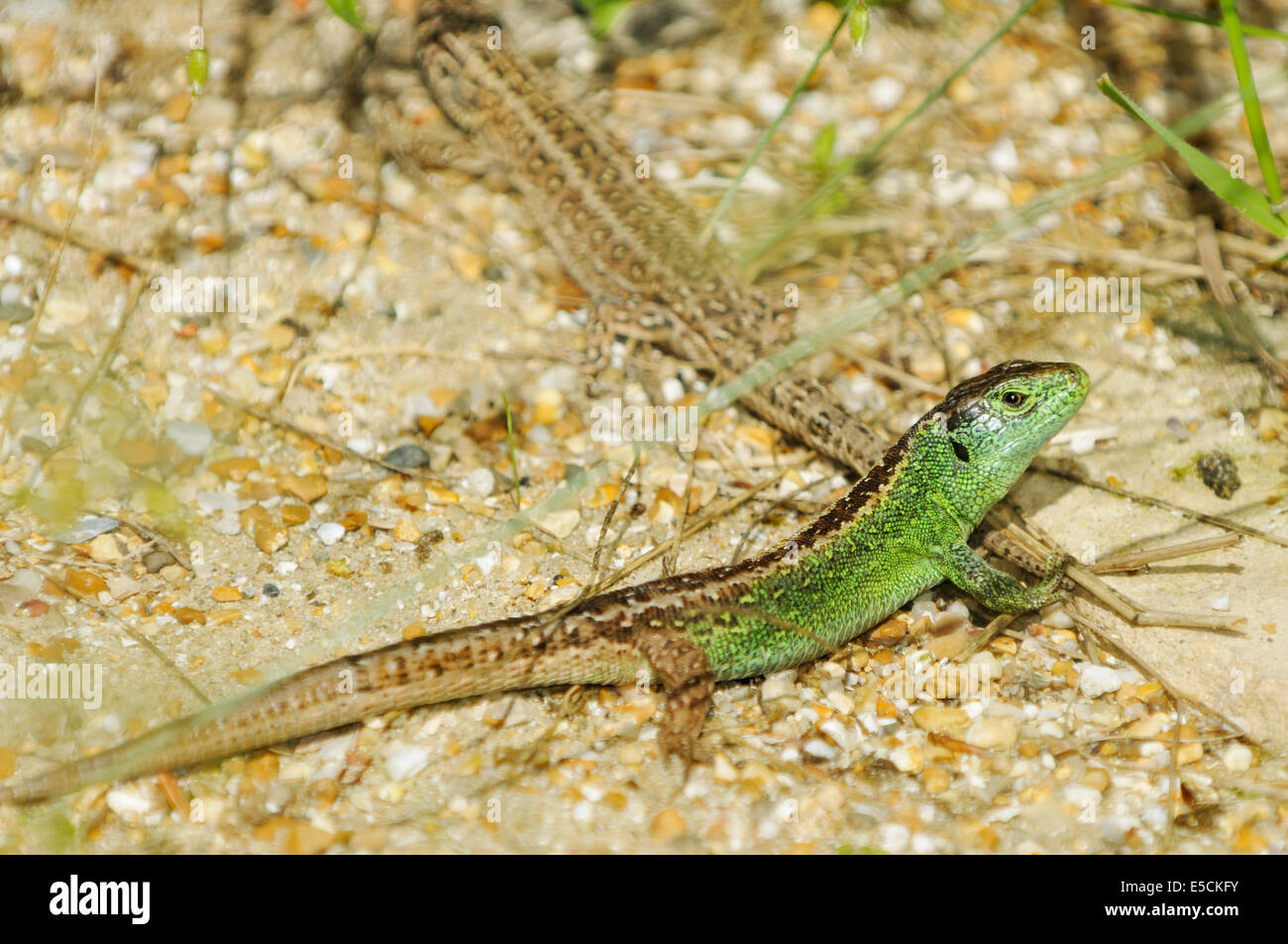 Sand Lizards - Lacerta agilis Male with female behind Stock Photo - Alamy