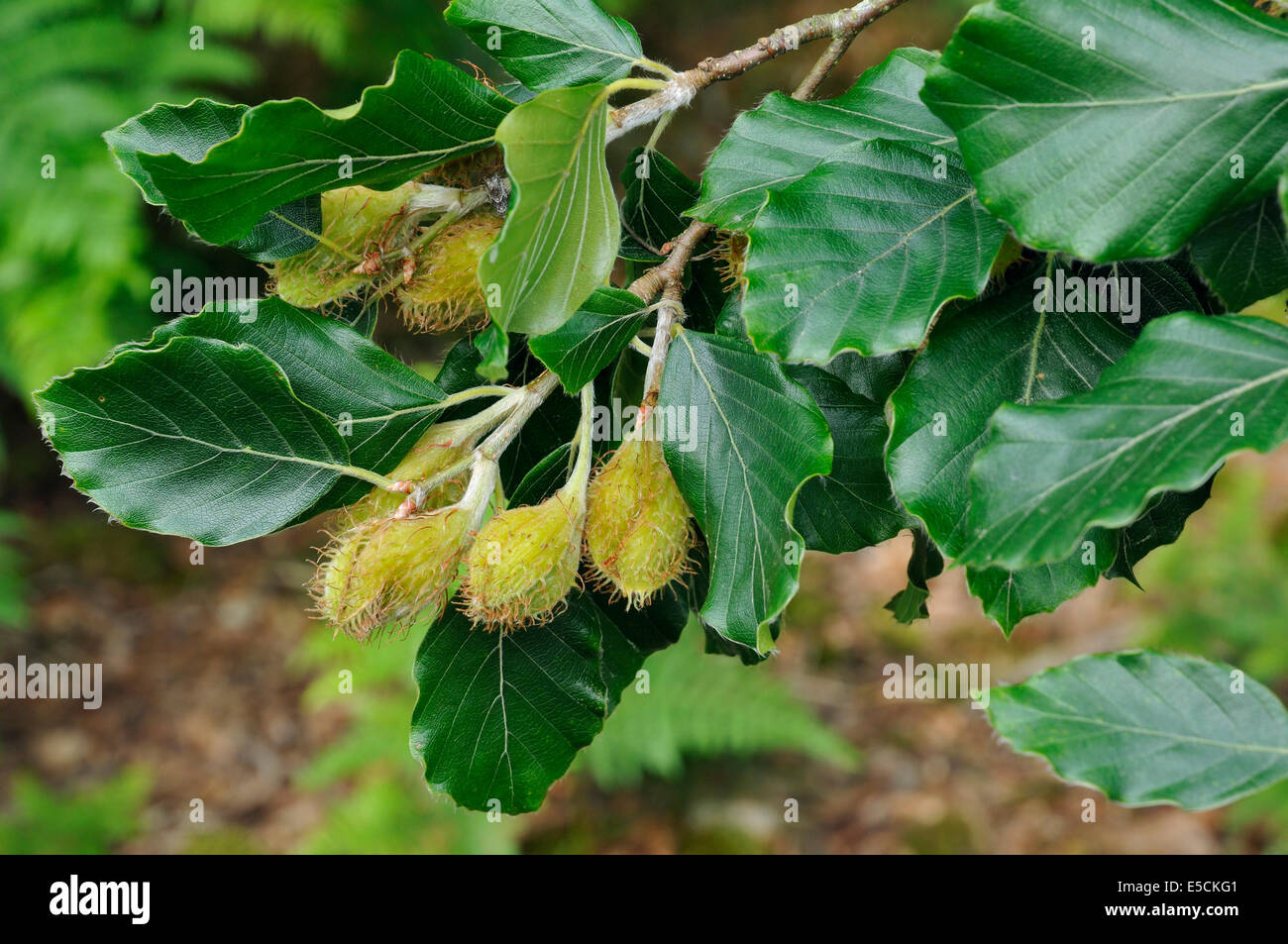 Beech tree seed hi-res stock photography and images - Alamy