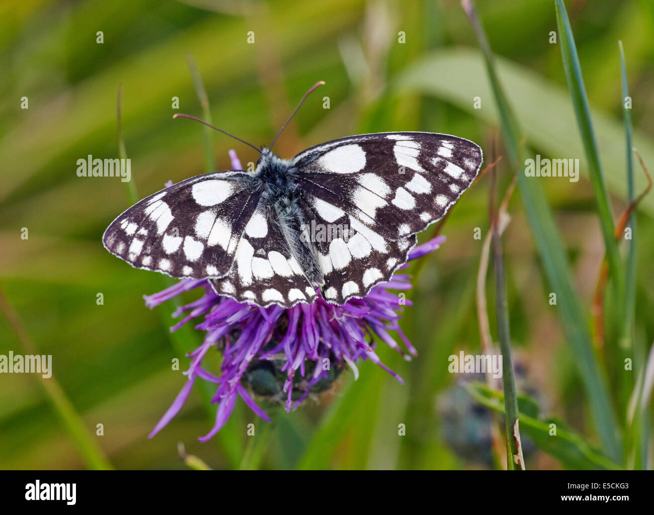 Marbled White butterfly on Knapweed flower. Bindon Hill, Lulworth Cove ...