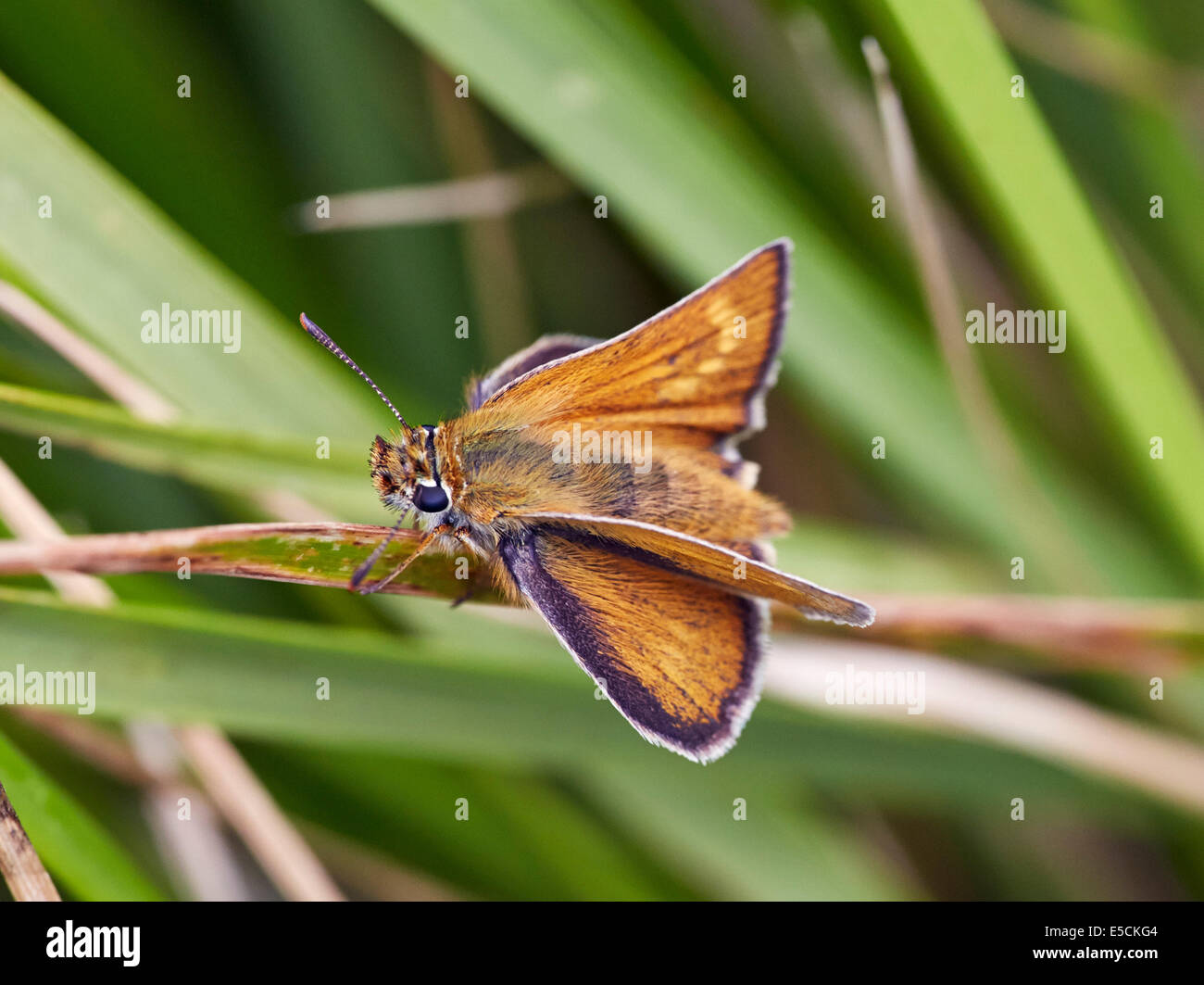 Grass skipper butterfly hi-res stock photography and images - Alamy