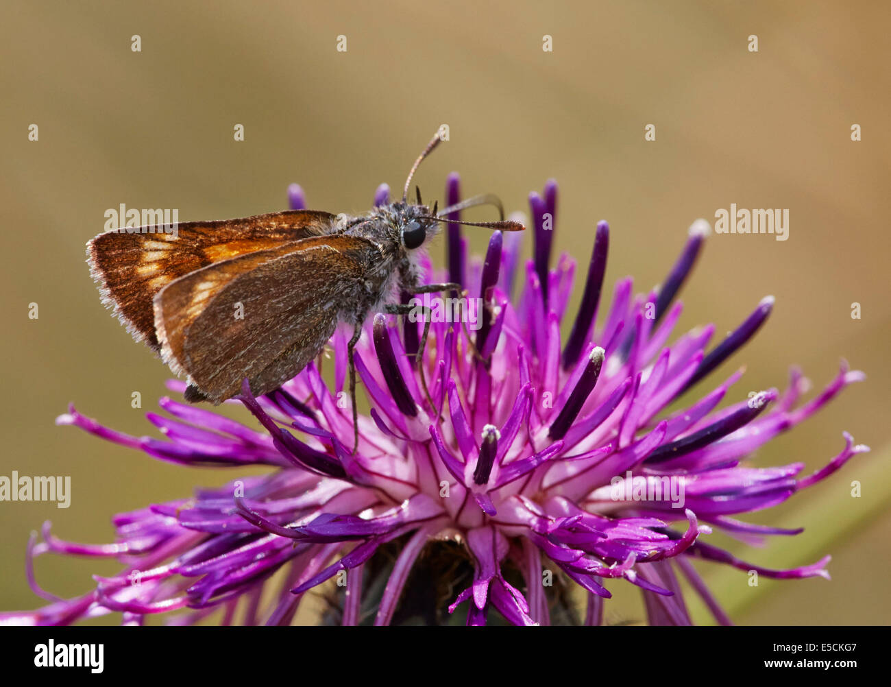 Lulworth Skipper butterfly feeding on Knapweed. Bindon Hill, Lulworth ...