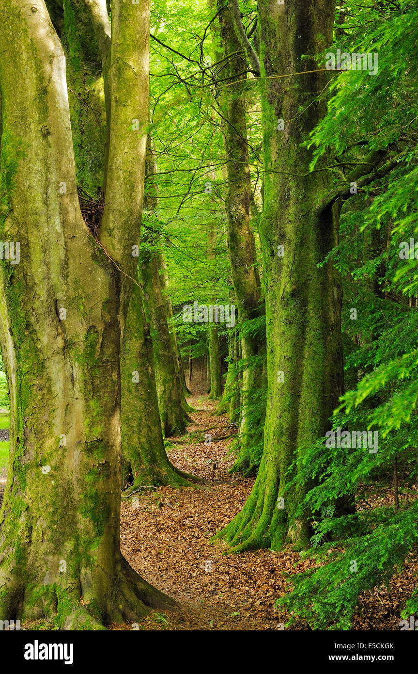 Beech tree avenue hi-res stock photography and images - Alamy