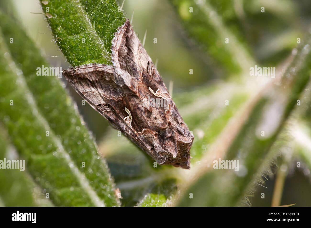 Silver y moth uk hi-res stock photography and images - Alamy