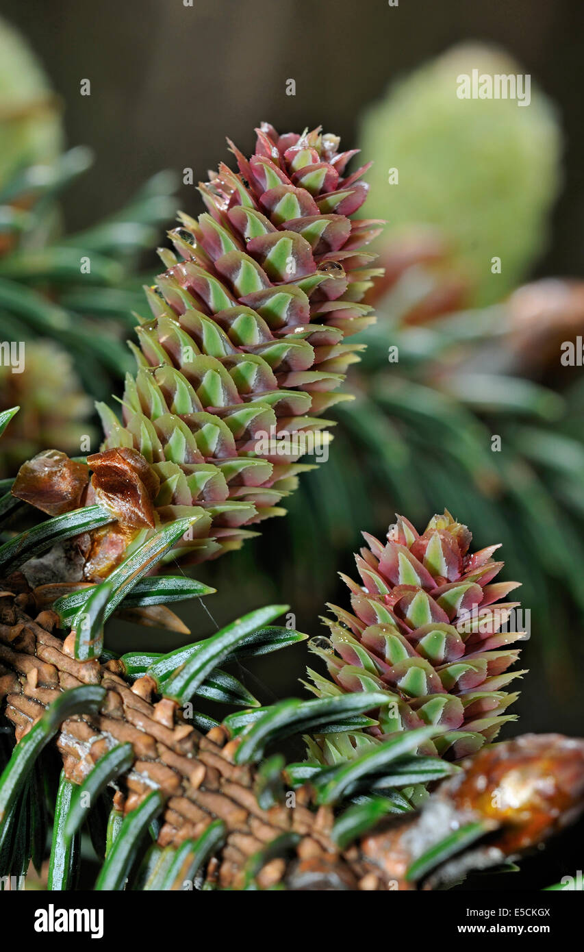 Spruce Tree flower - Picea Stock Photo - Alamy