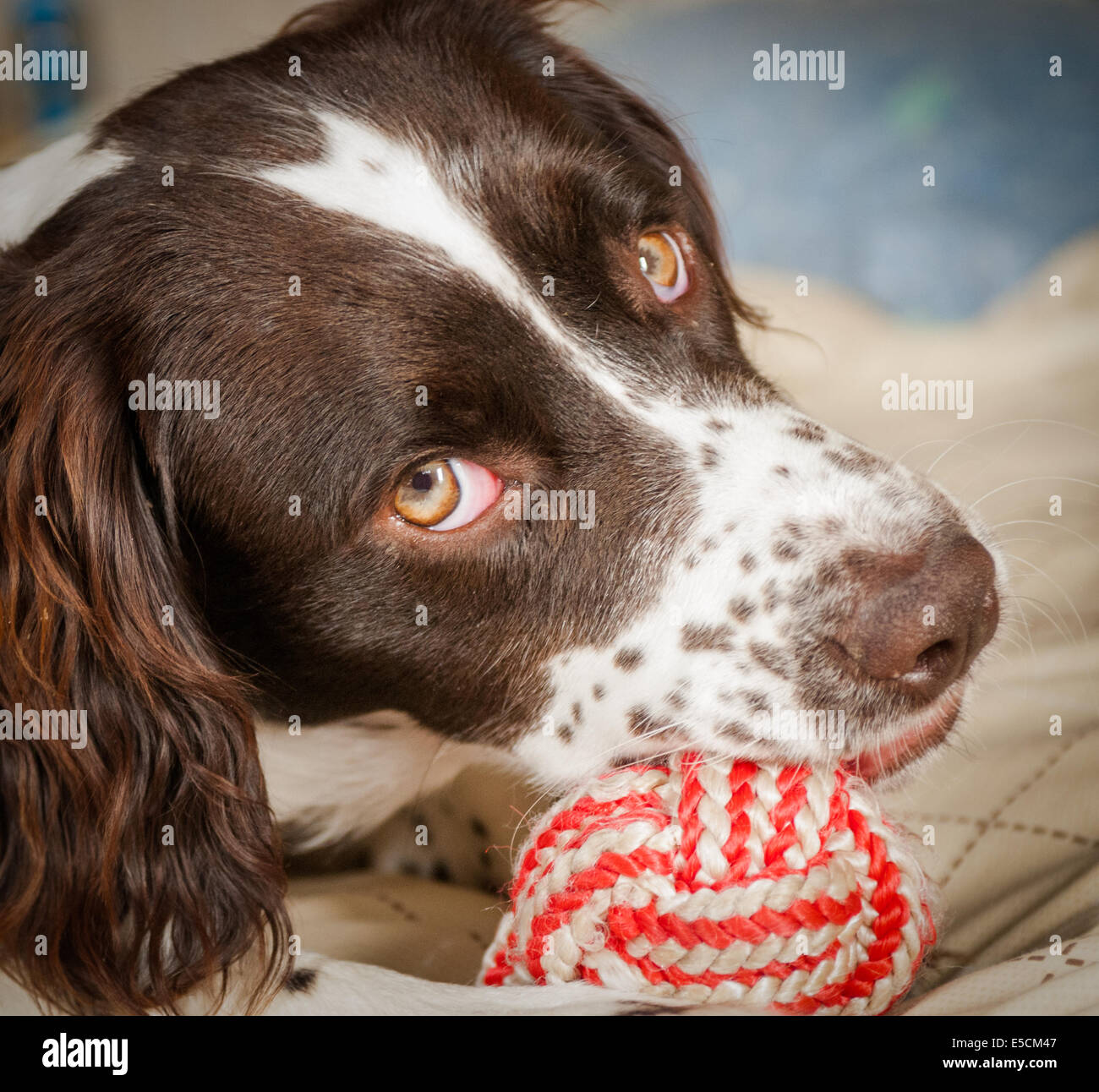 A six month old English Springer Spaniel puppy playing with a toy ...