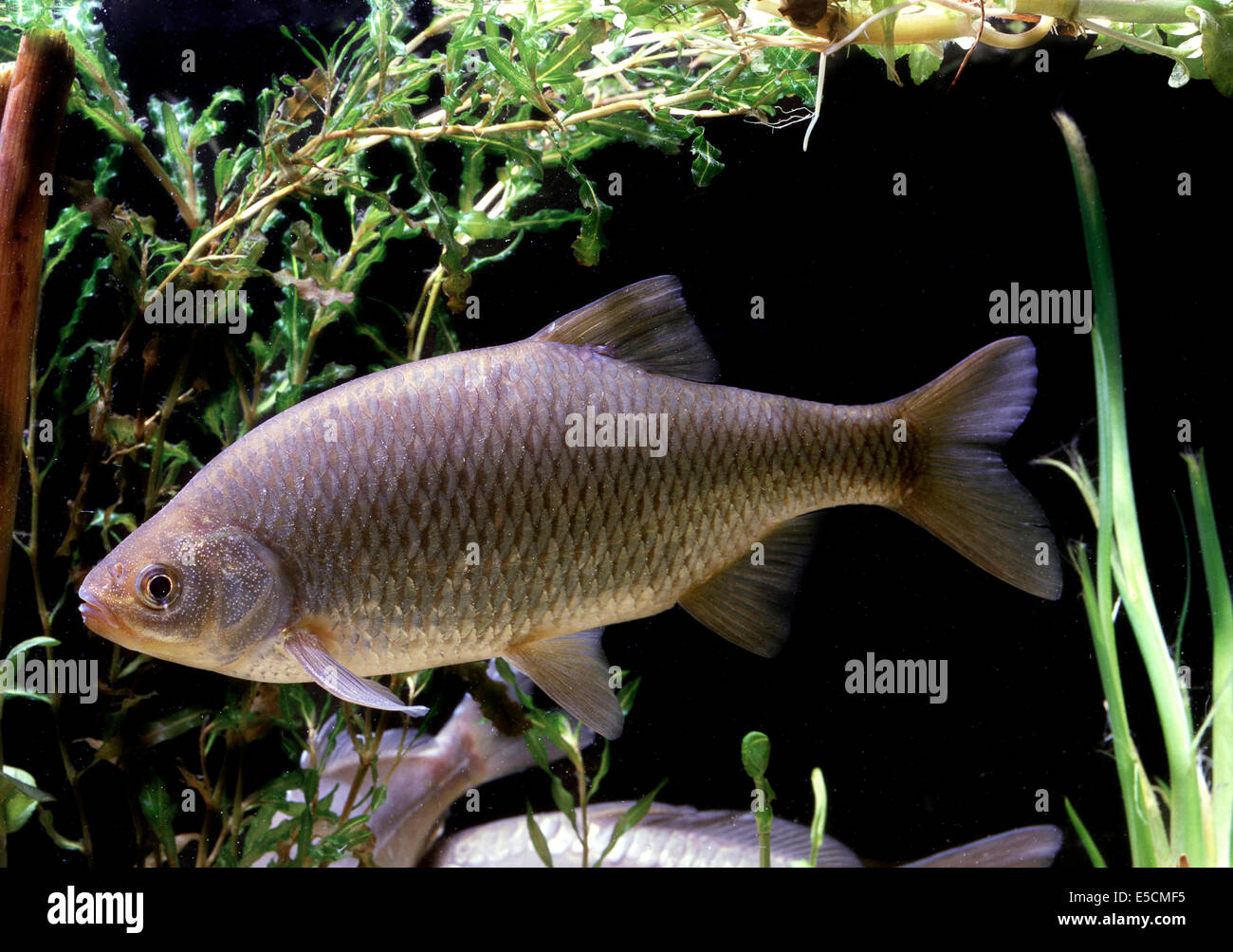 Common Rudd (Scardinius erythrophthalmus), France Stock Photo - Alamy