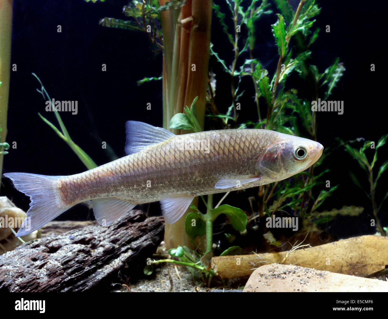 Leuciscus cephalus hi-res stock photography and images - Alamy