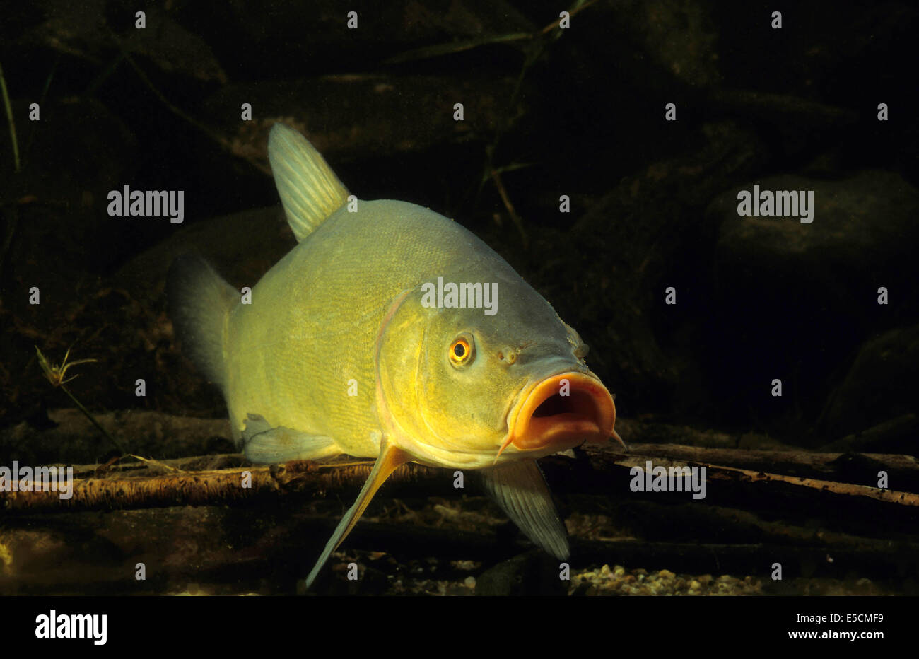 Tench or Doctor Fish (Tinca tinca), France Stock Photo - Alamy