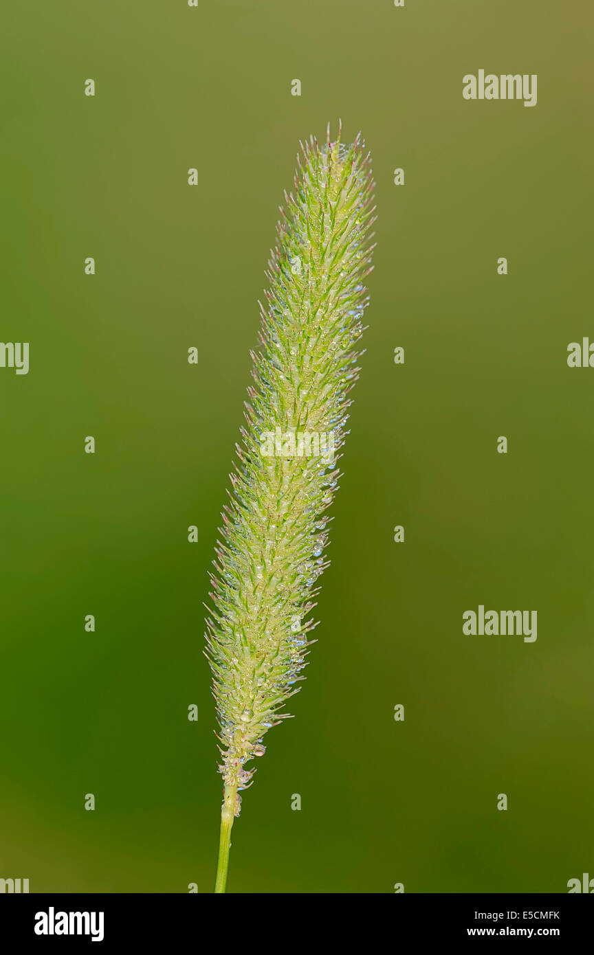 Timothy grass hi-res stock photography and images - Alamy