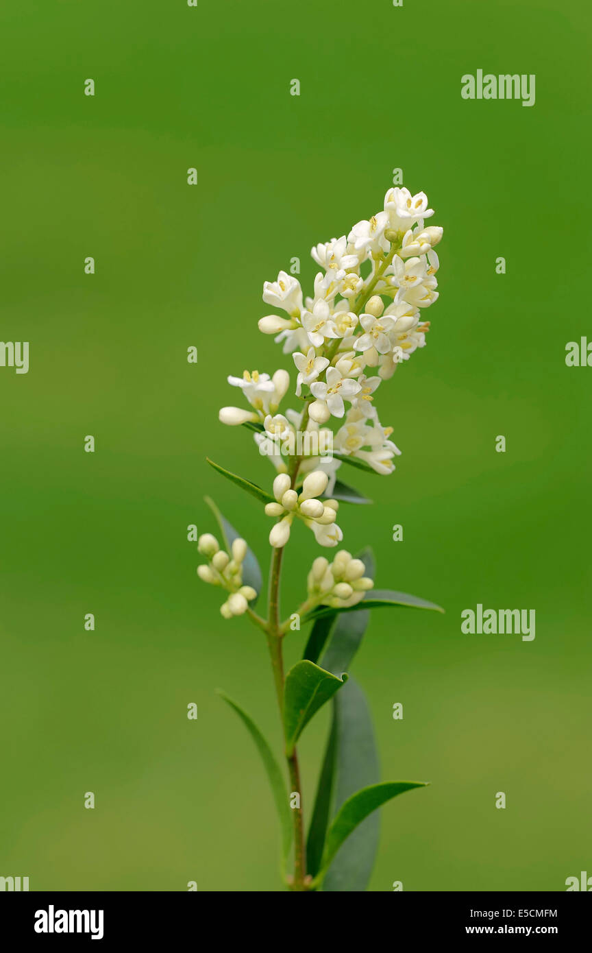 Common privet hi-res stock photography and images - Alamy