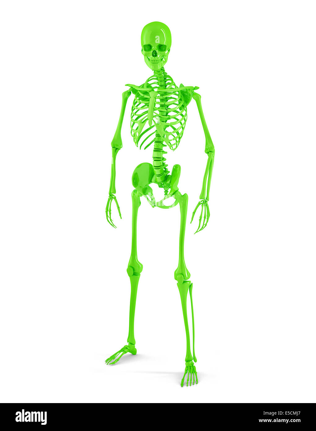 Male human skeleton hi-res stock photography and images - Alamy