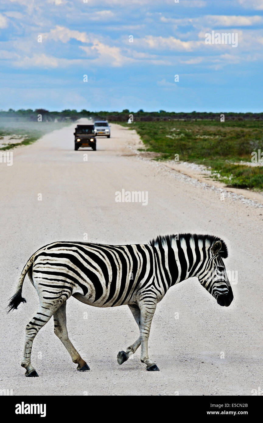 Road zebra crossing hi-res stock photography and images - Alamy