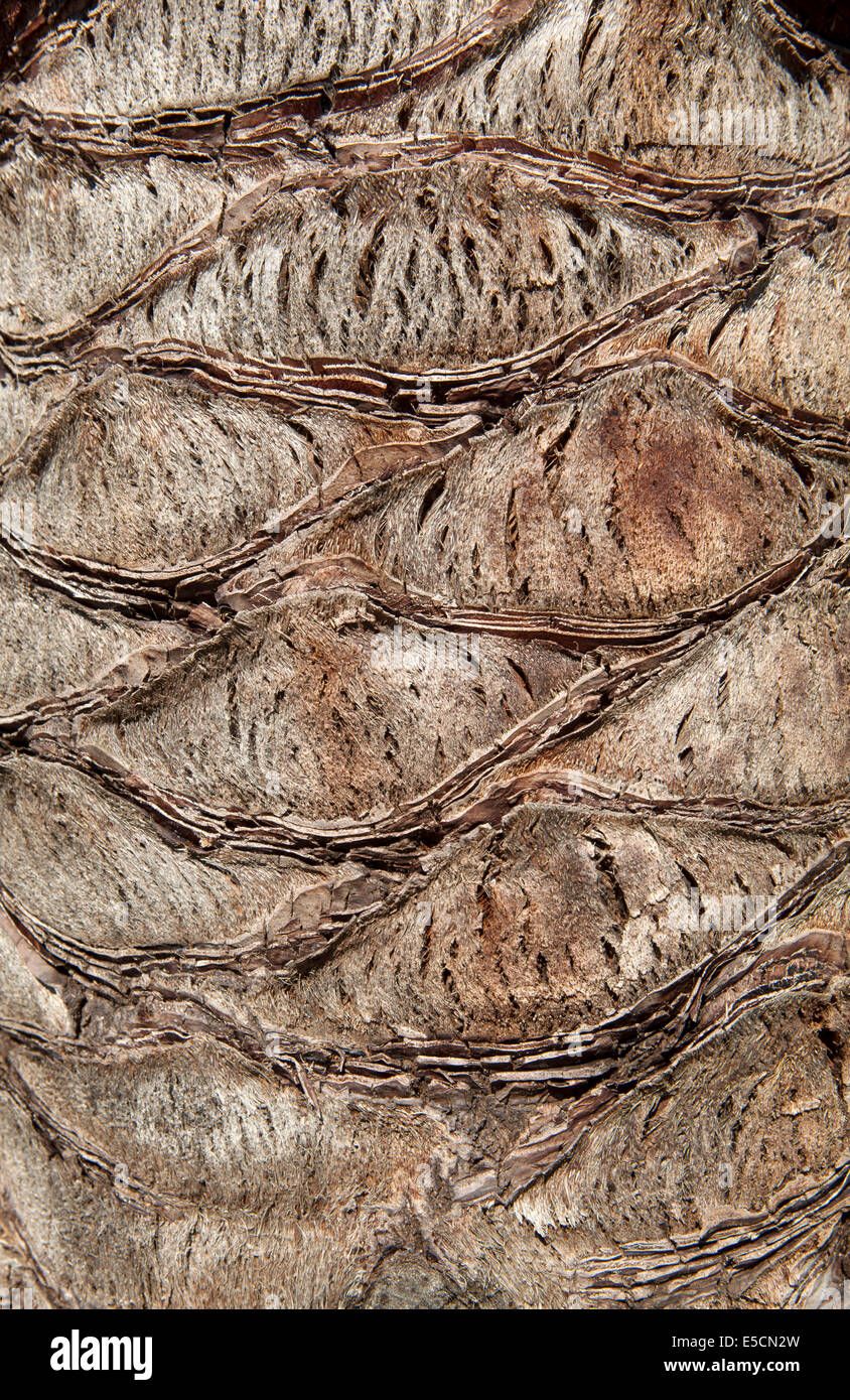Trunk of a Date Palm (Phoenix sp.), Majorca, Balearic Islands, Spain ...