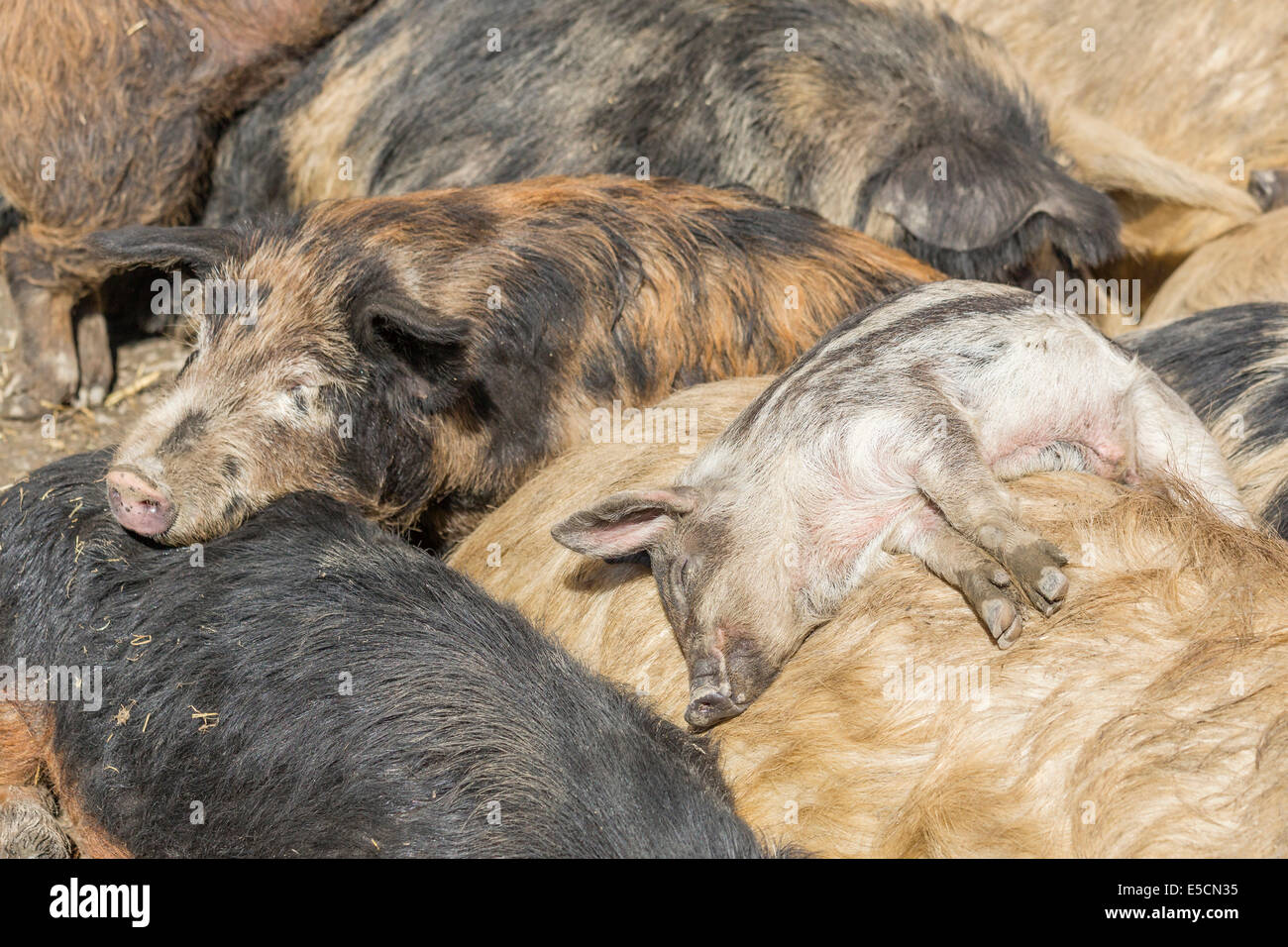 Mangalitza pigs hi-res stock photography and images - Alamy
