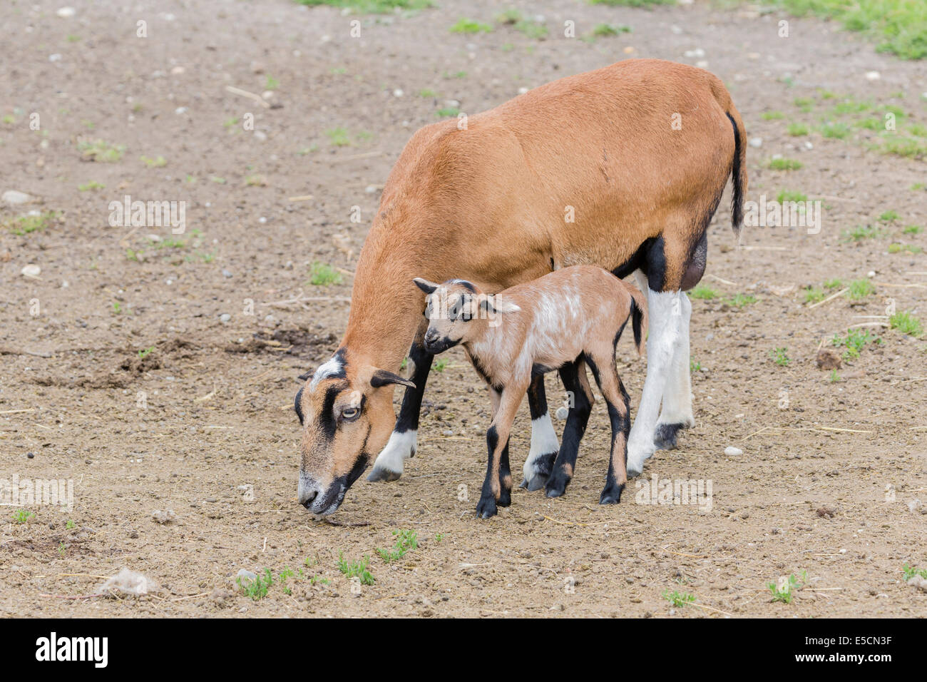 Cameroon Sheep, Wild Sheep (Ovis orientalis), female with lamb, captive ...