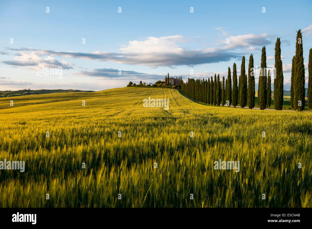 Estate and cypress trees, evening light, UNESCO World Heritage Site Val ...