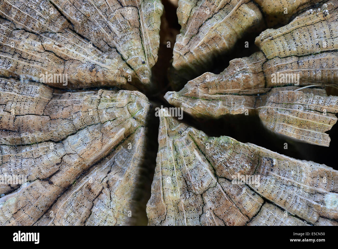 Lower trunk hi-res stock photography and images - Alamy