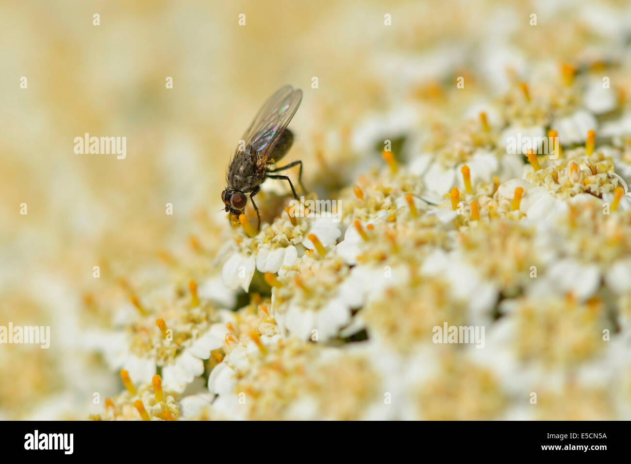 Lesser house fly fannia canicularis hi-res stock photography and images ...