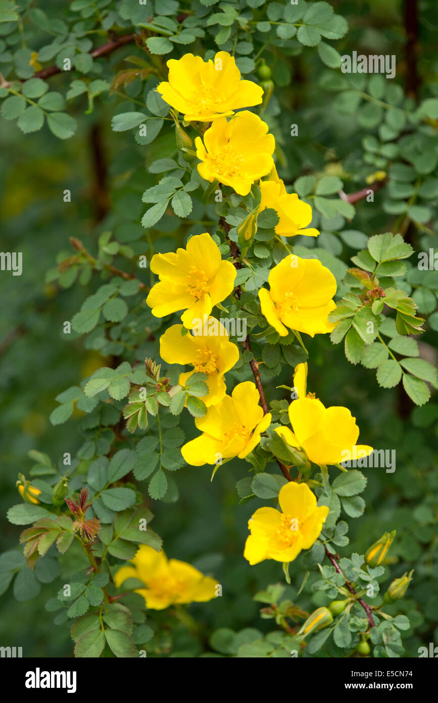 Mrs. Aitchison's Rose (Rosa ecae), flowering, Thuringia, Germany Stock ...