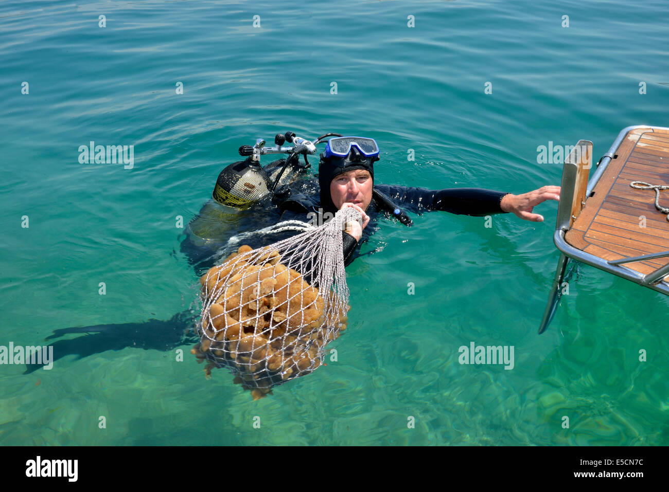 Sponge diver Kristijan Jaram with a net full of sponges of the genus ...