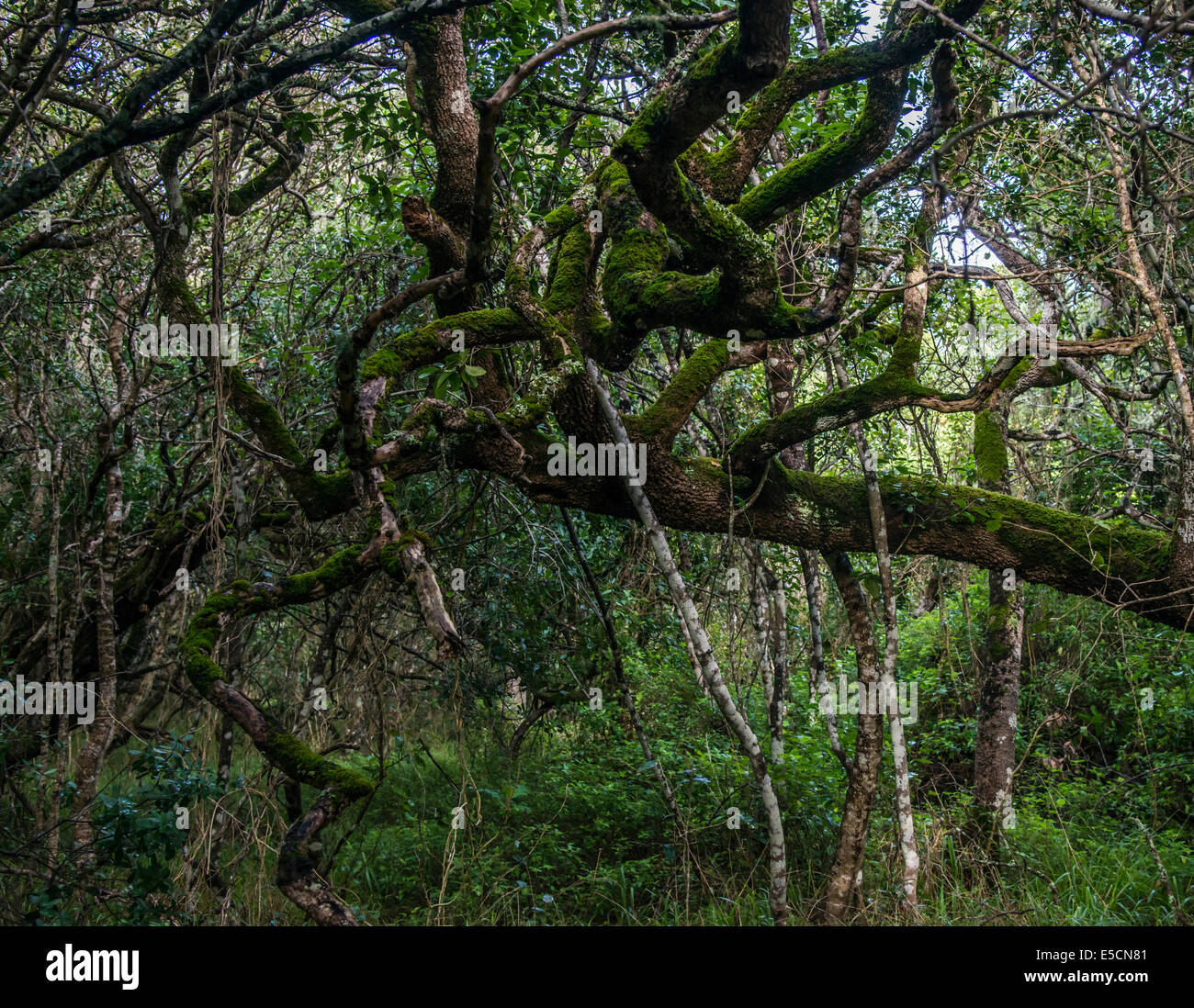 Milkwood tree hi-res stock photography and images - Alamy