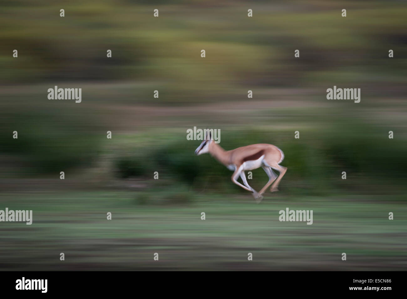 Running Springbok (Antidorcas marsupialis), Little Karoo, Western Cape ...