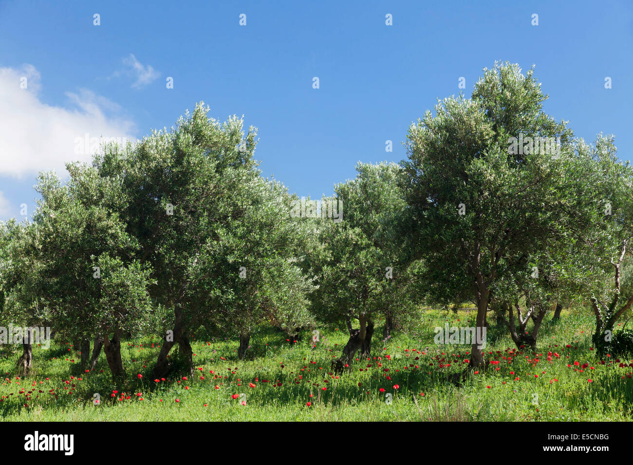 Olive trees and poppy flowers, Valley of Megalopotamos, Rethymno, Crete ...