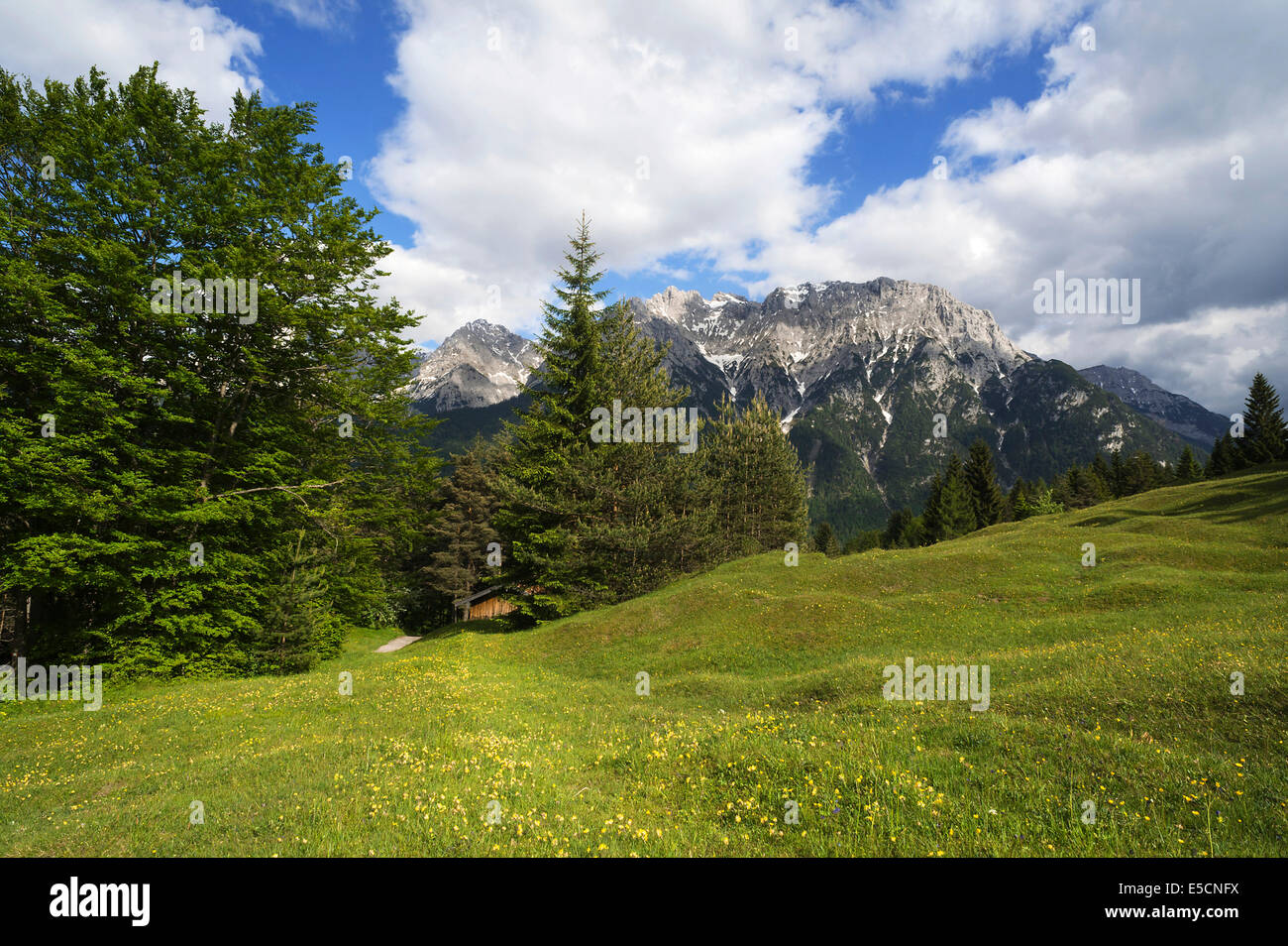 Karwendel mountain range, flowering spring meadow at the front ...
