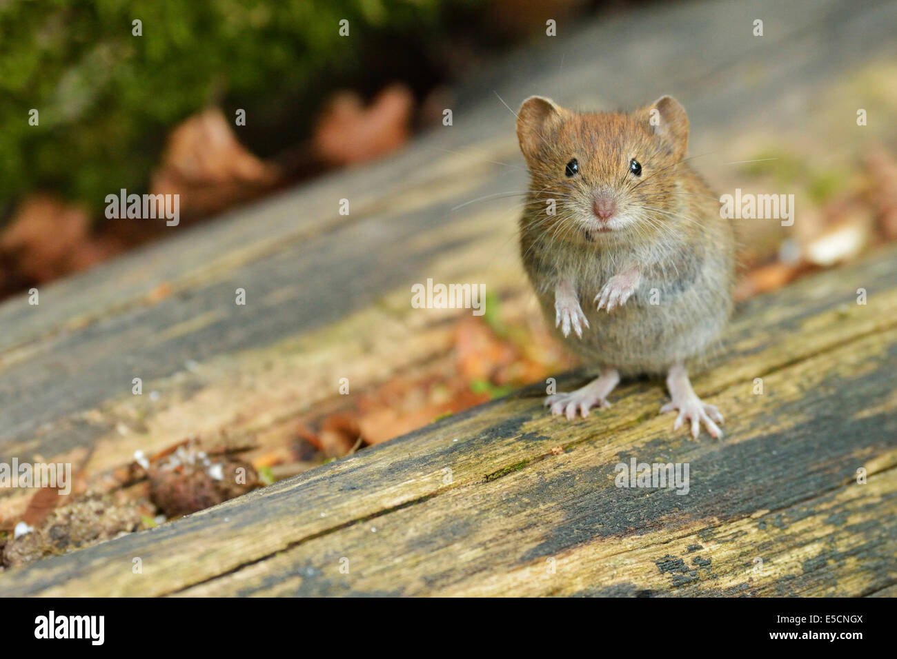 Bank vole (Myodes glareolus), Croatia Stock Photo - Alamy