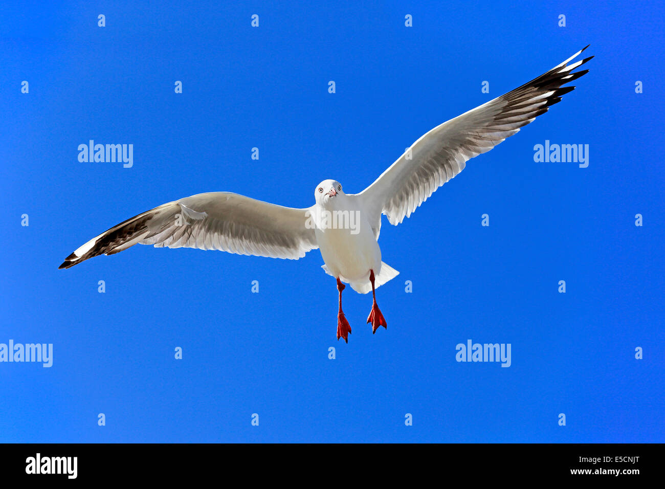 Flying to australia hi-res stock photography and images - Alamy
