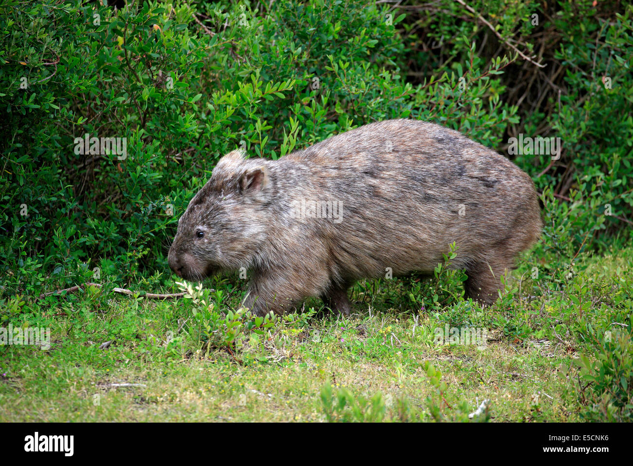 Common Wombat (Vombatus ursinus), adult, foraging, Wilsons Promontory ...