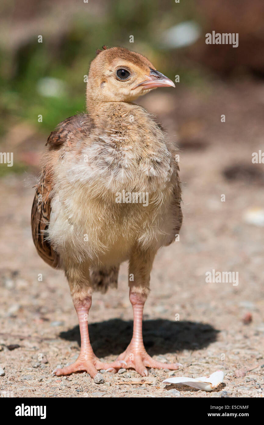 Peacock chick hi-res stock photography and images - Alamy