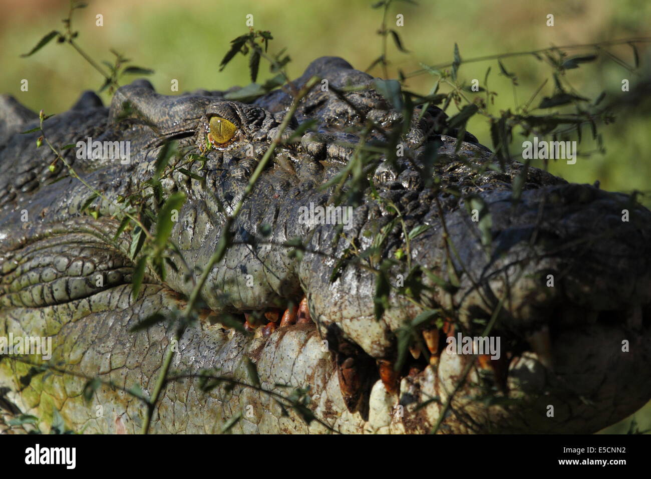 Australian crocodile hi-res stock photography and images - Alamy