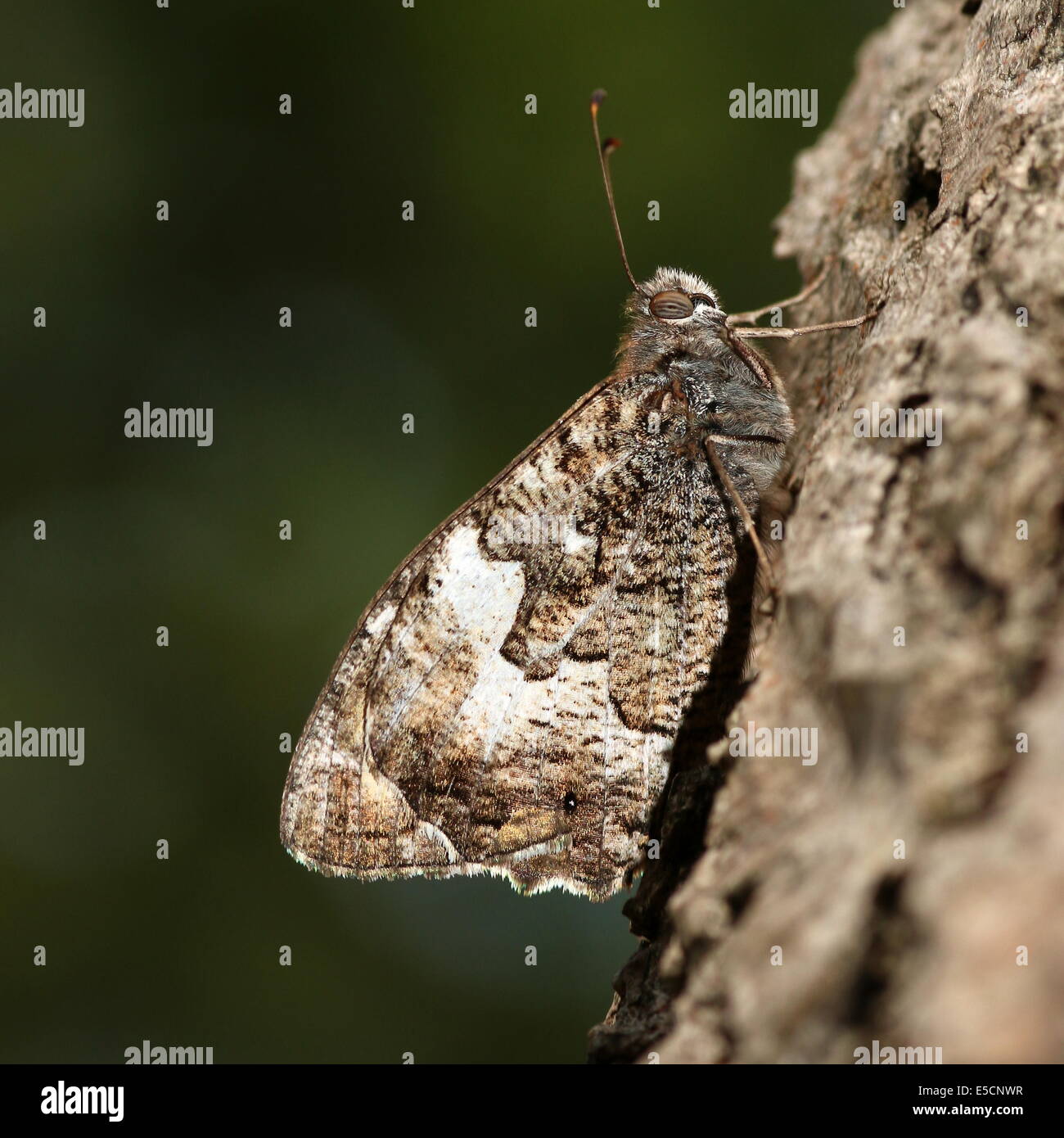 Grayling butterfly (Hipparchia semele) in profile with closed wings ...