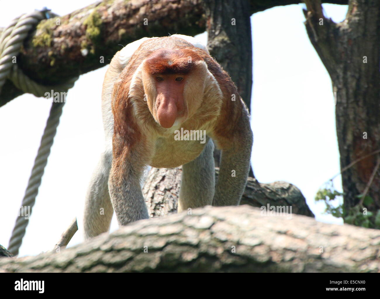 Male Proboscis monkey (Nasalis larvatus), close-up of upper body and ...