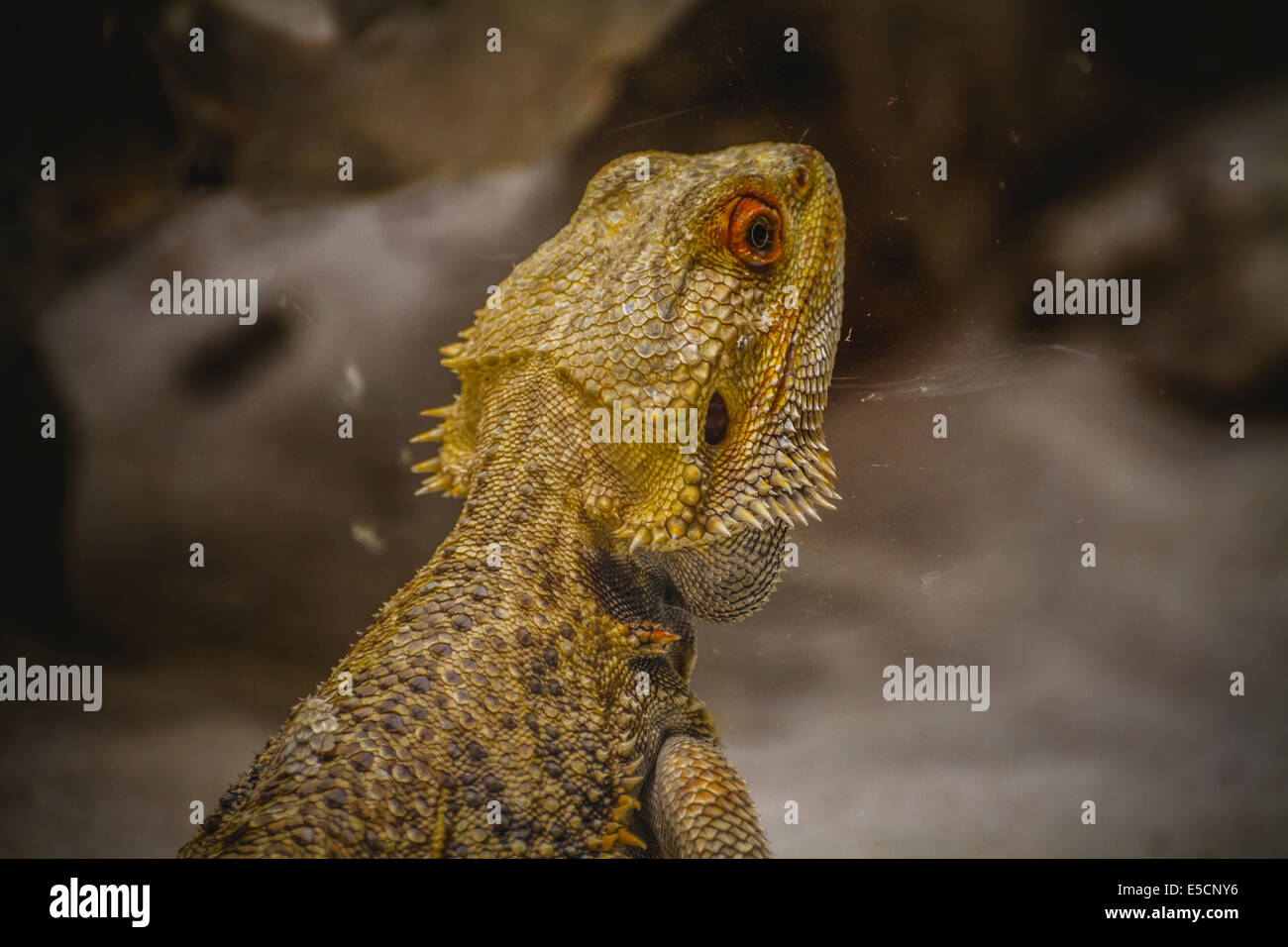 scaly lizard skin resting in the sun Stock Photo - Alamy