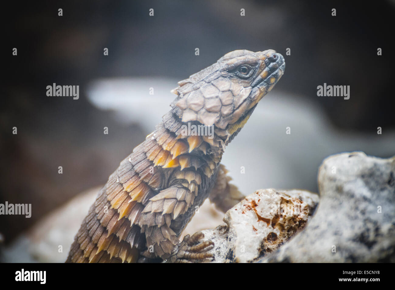 scaly lizard skin resting in the sun Stock Photo - Alamy