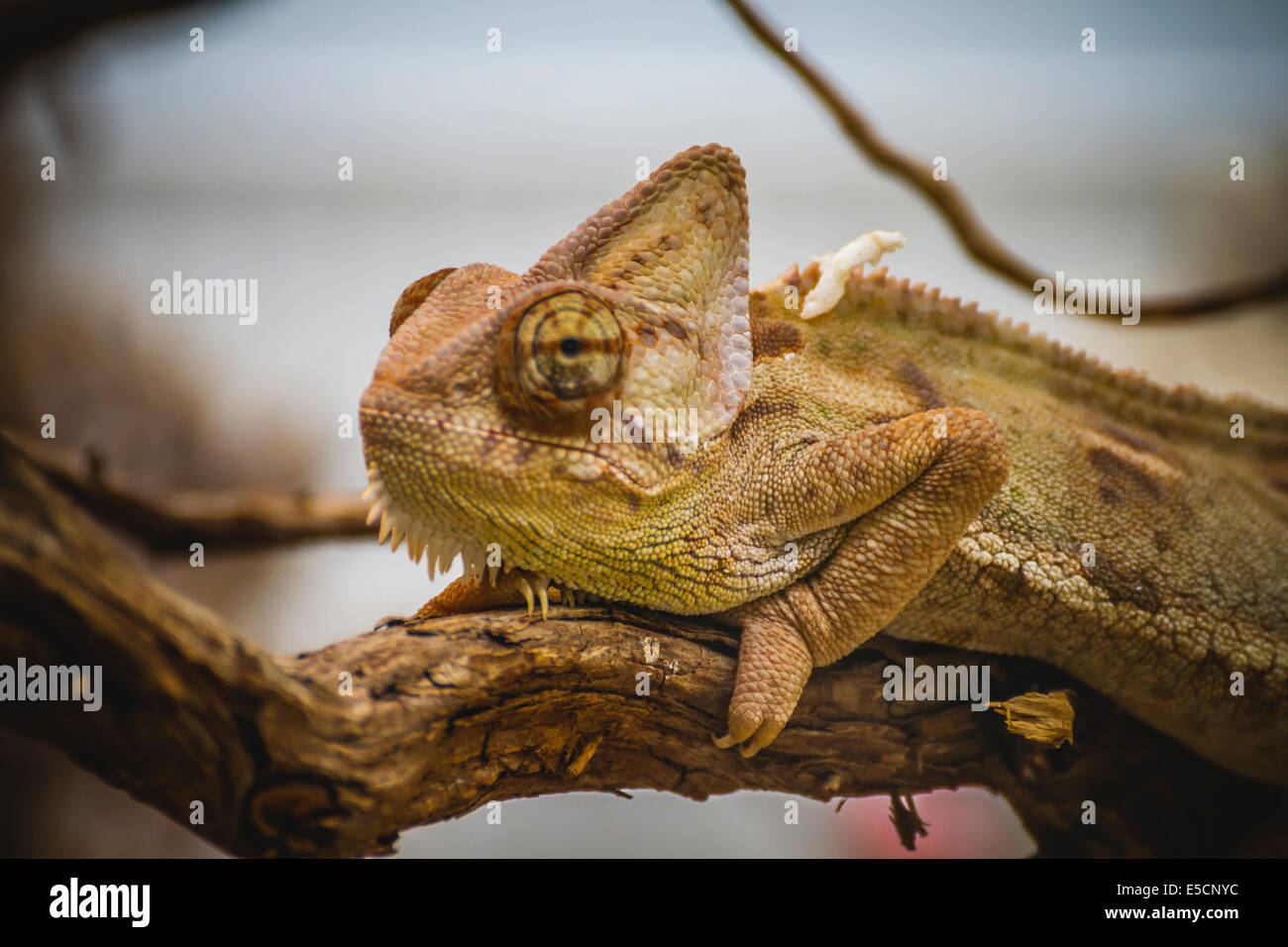 scaly lizard skin resting in the sun Stock Photo - Alamy