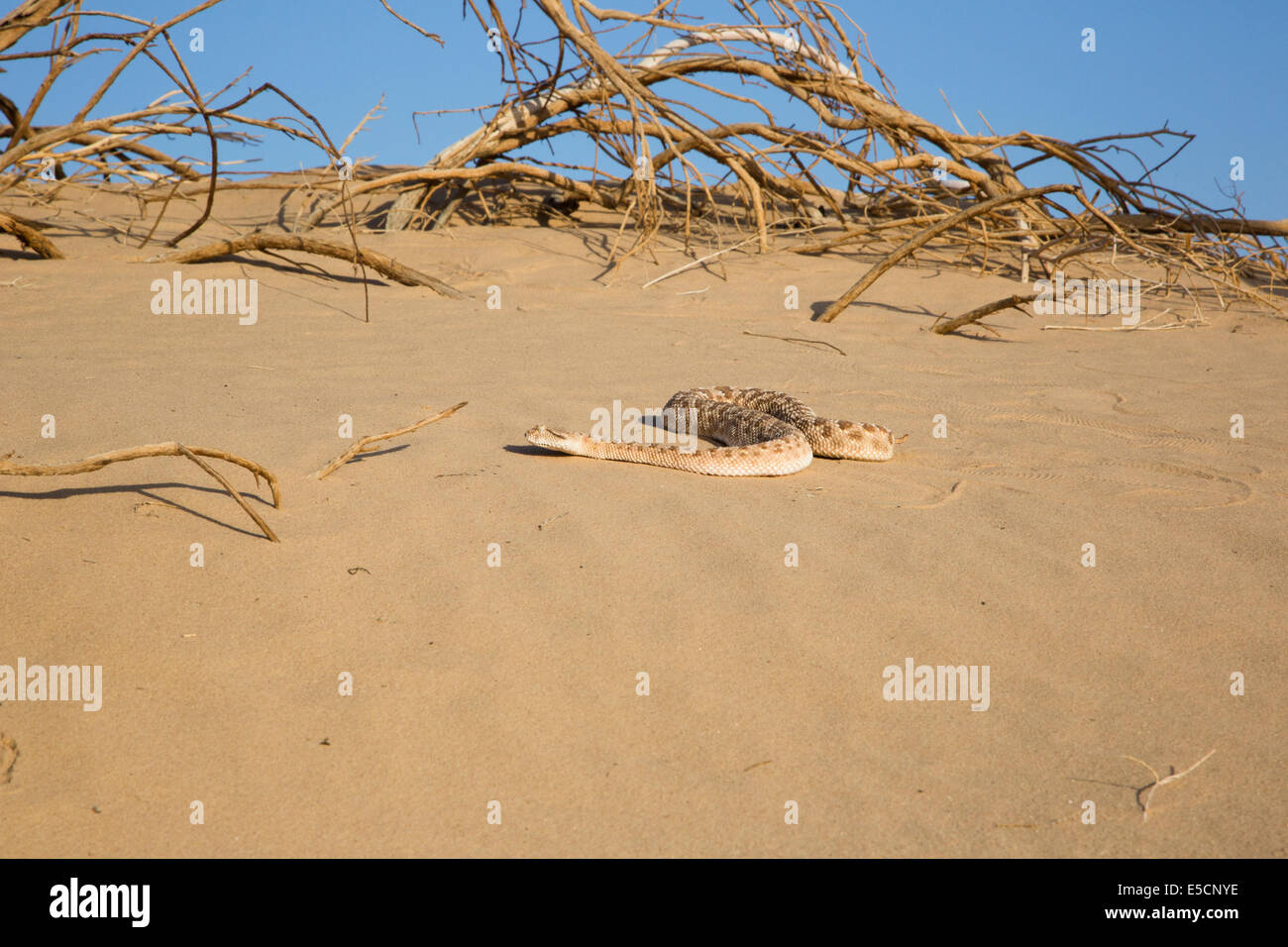 Arabian horn viper hi-res stock photography and images - Alamy