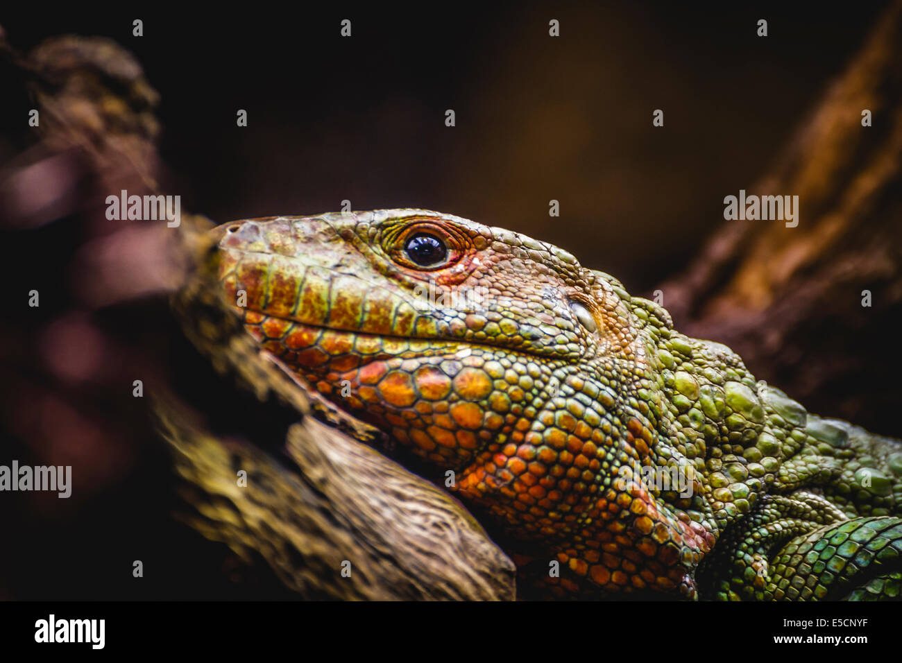reptile, scaly lizard skin resting in the sun Stock Photo - Alamy