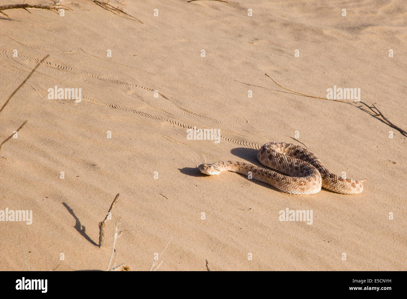 Arabian horn viper hi-res stock photography and images - Alamy