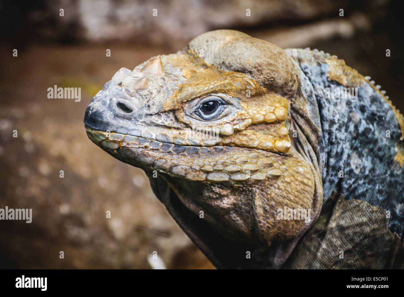 scaly lizard skin resting in the sun Stock Photo - Alamy